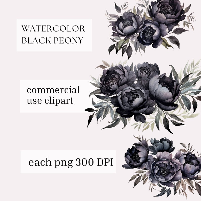 Black Peony Clipart, Watercolor Png, Wedding Flowers, Floral Clip Art ...