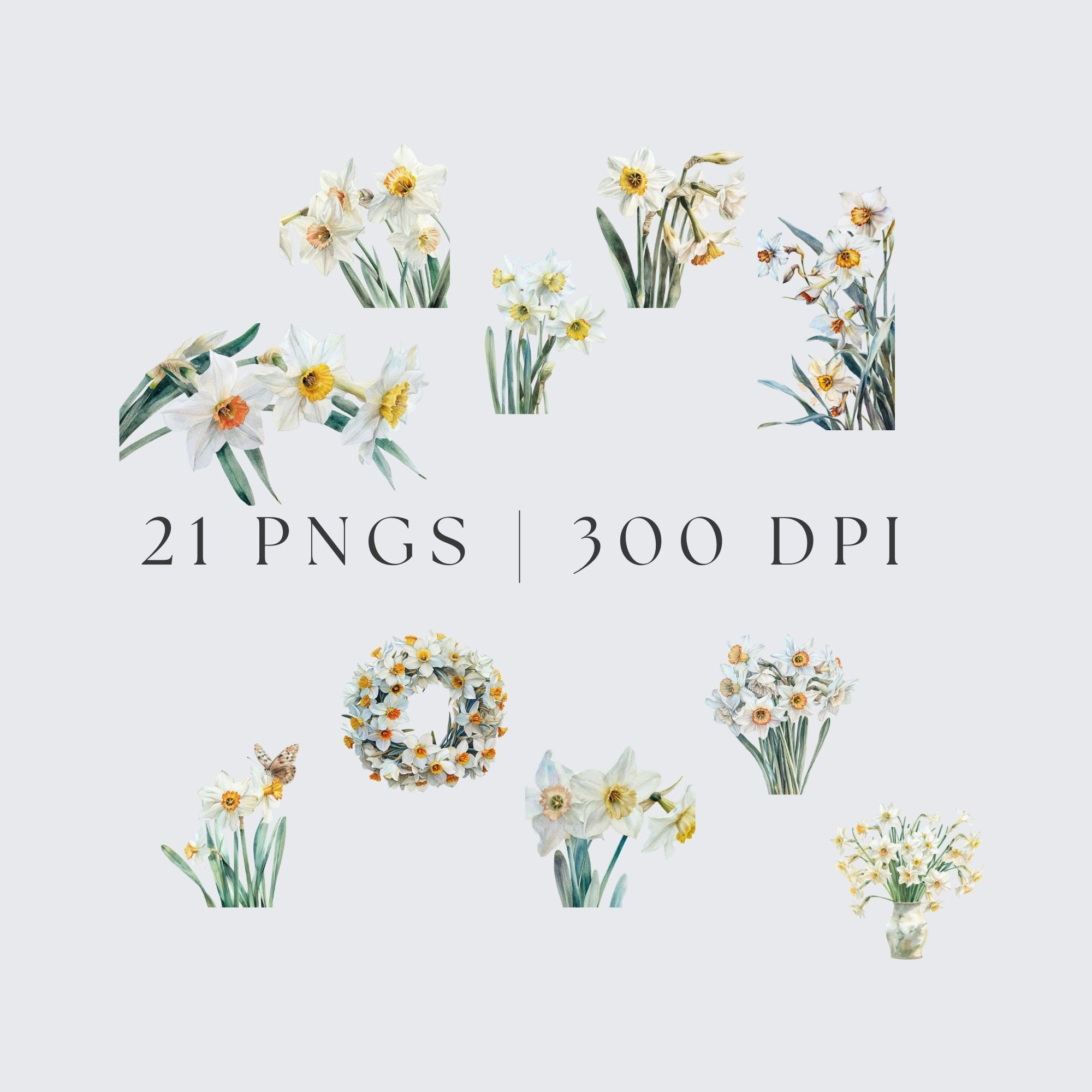 Narcissus Clipart, Spring Flower, Watercolor Daffodils Clipart ...