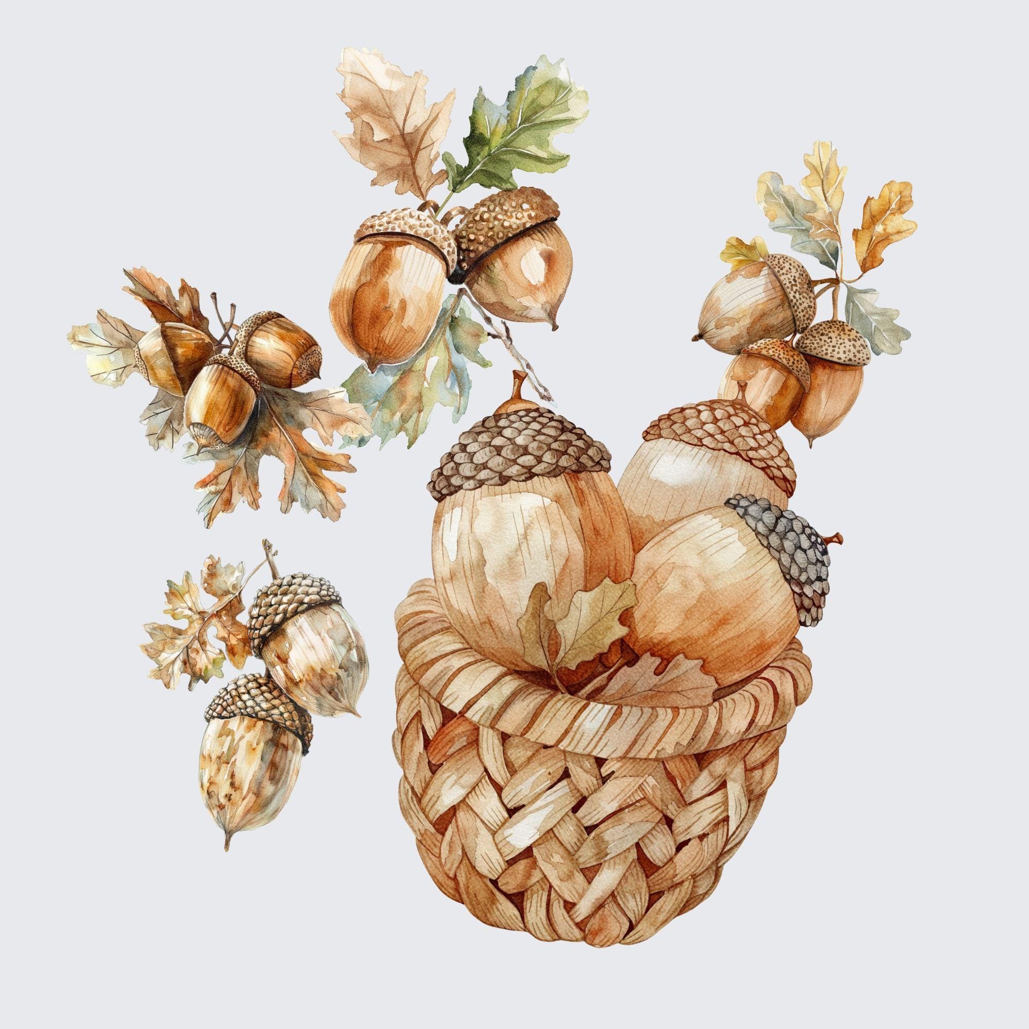 Vintage Botanical, Acorns Clipart Bundle, Watercolor Oak Leaf, Fall ...