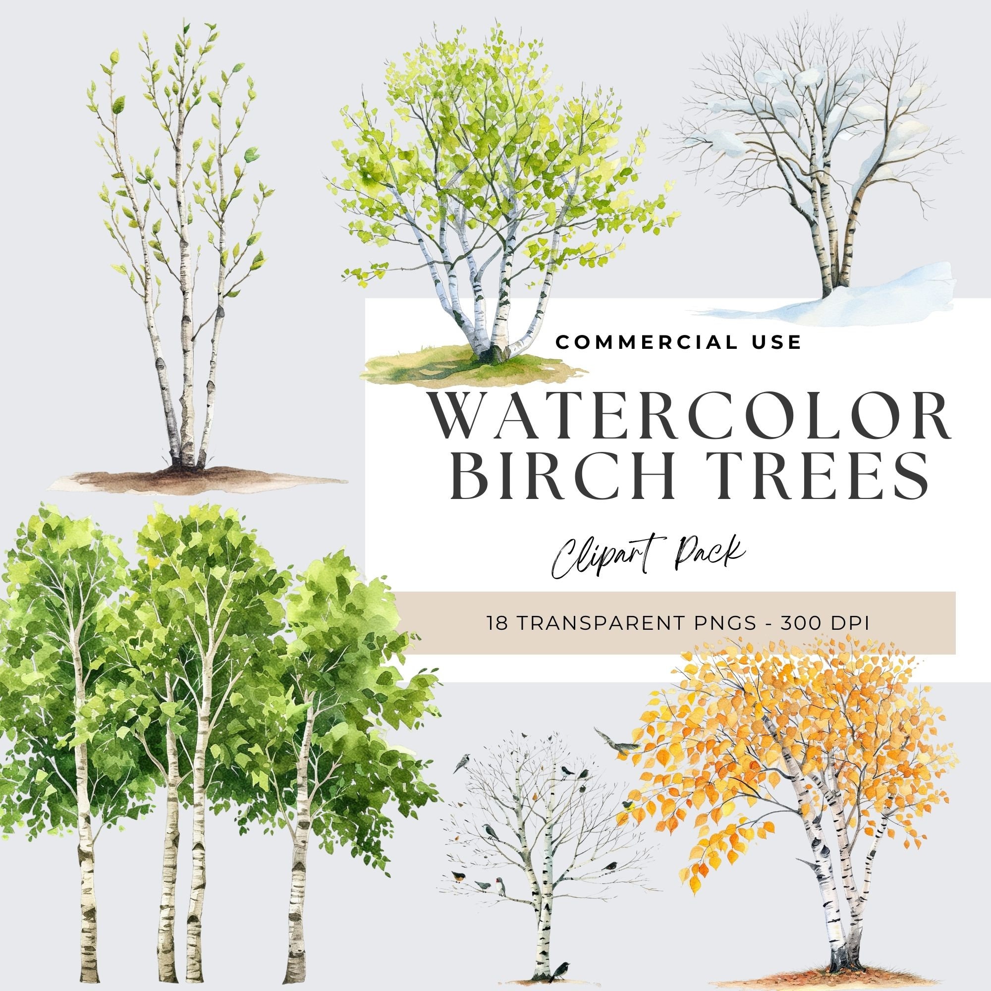 Birch Tree Clipart, Watercolor Spring Birch Trees Clipart, Watercolor ...