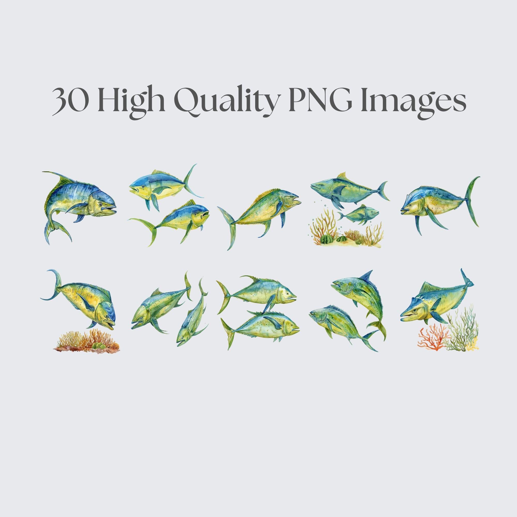 Mahi Mahi Clipart, Fishing Clipart PNG, Digital Download, Mahi Mahi Art ...