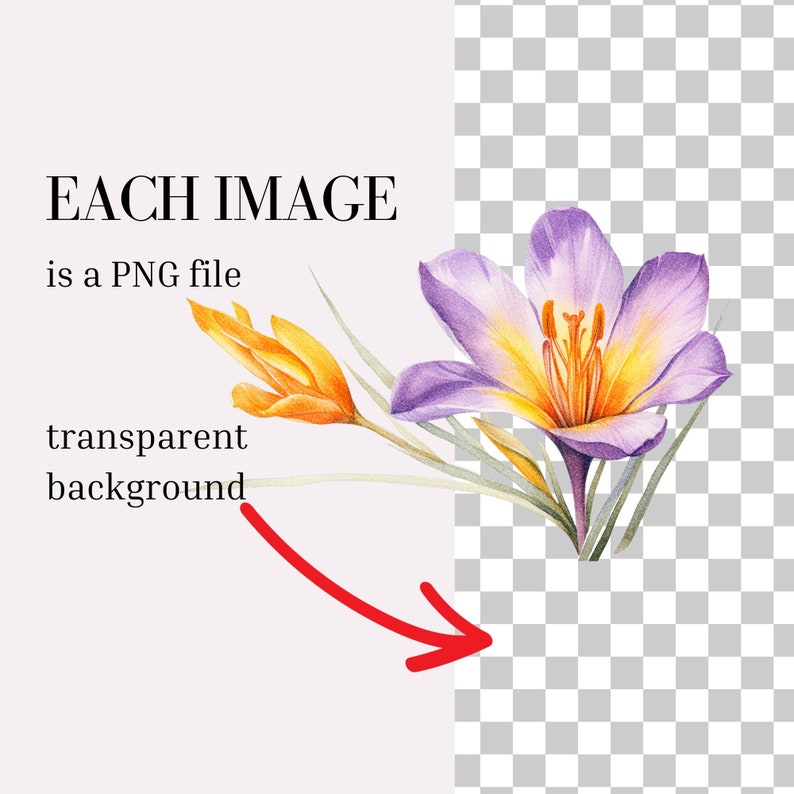 Clipart Watercolor Saffron | Watercolor Clipart | Saffron Drawing | Png ...