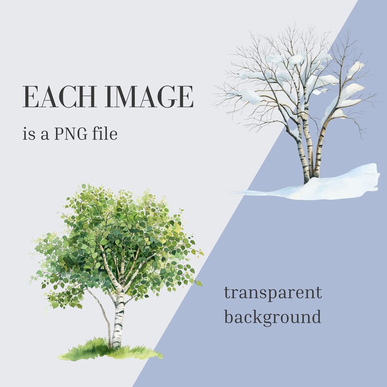 Birch Tree Clipart, Watercolor Spring Birch Trees Clipart, Watercolor ...