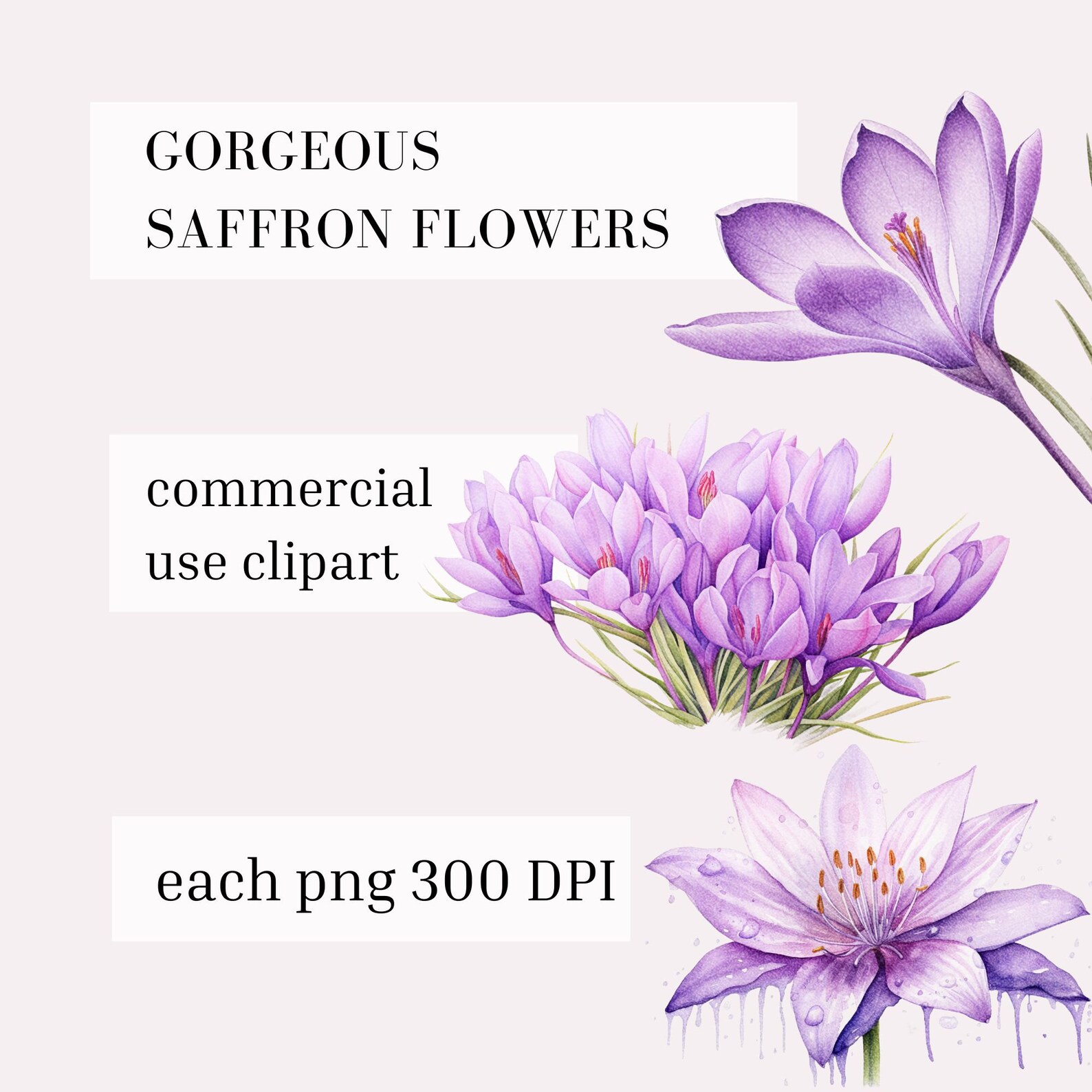 Clipart Watercolor Saffron | Watercolor Clipart | Saffron Drawing | Png ...