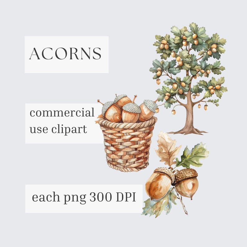 Vintage Botanical, Acorns Clipart Bundle, Watercolor Oak Leaf, Fall ...