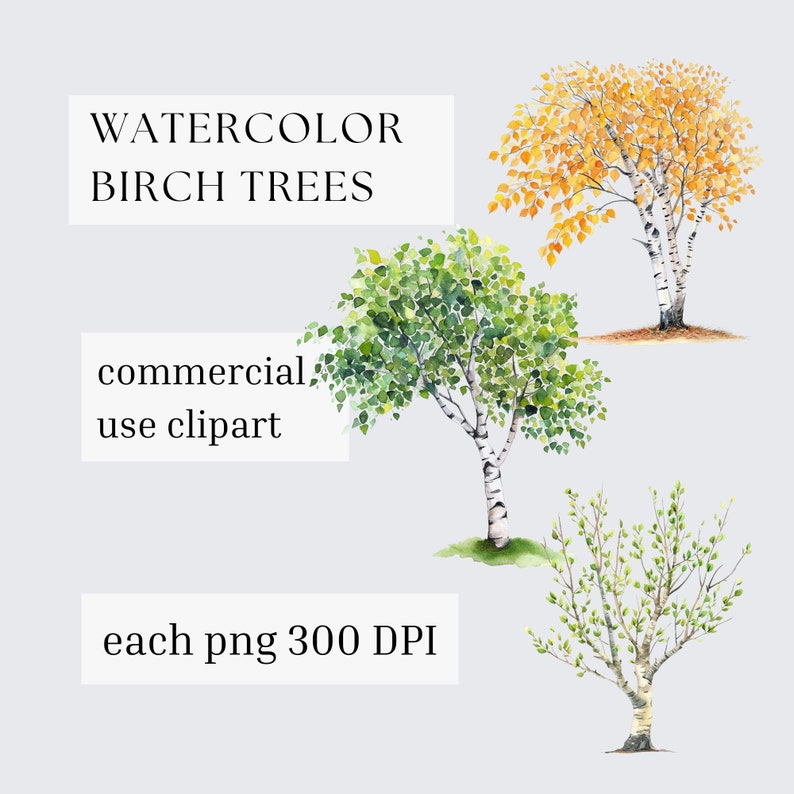 Birch Tree Clipart, Watercolor Spring Birch Trees Clipart, Watercolor ...
