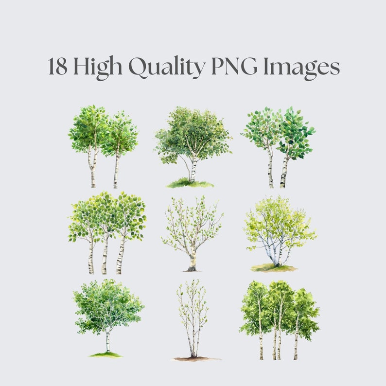 Birch Tree Clipart, Watercolor Spring Birch Trees Clipart, Watercolor ...