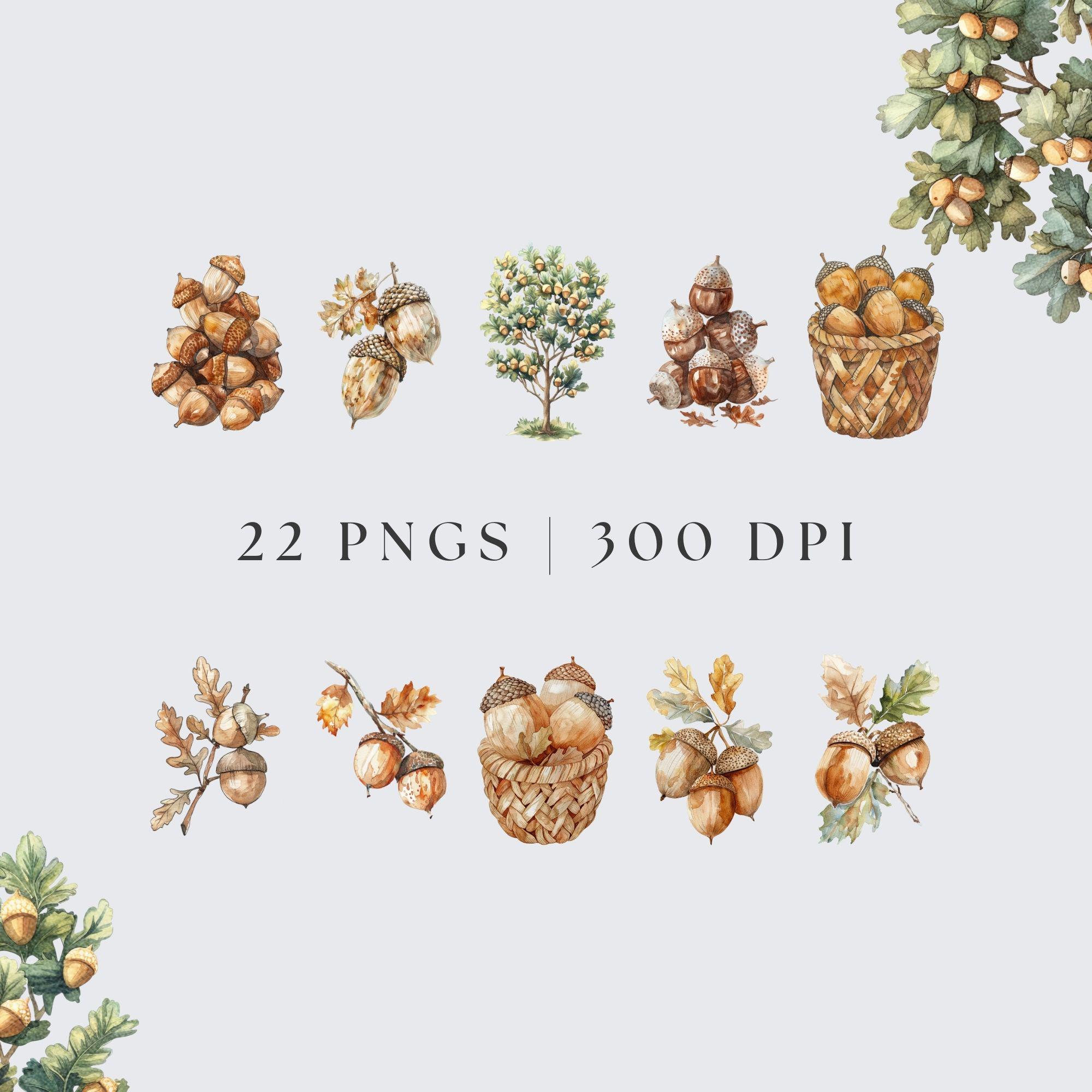 Vintage Botanical, Acorns Clipart Bundle, Watercolor Oak Leaf, Fall ...