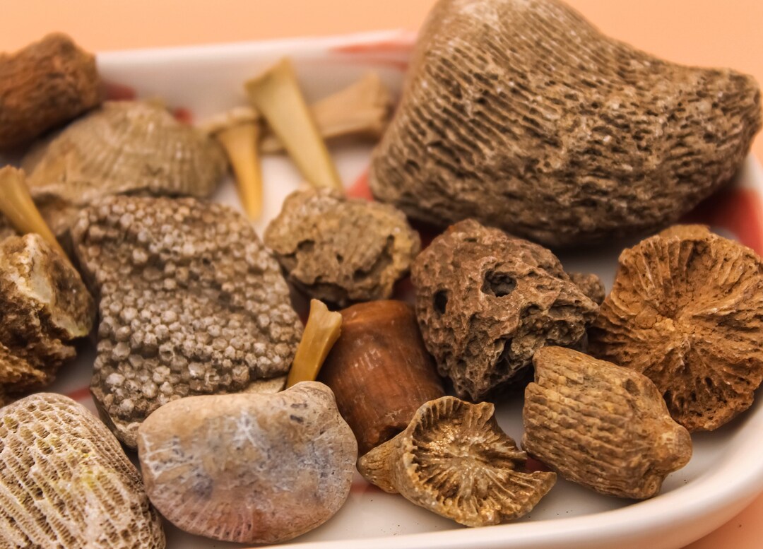 Bulk Fossil & Shark Teeth Mix, Variety of Fossils, Crinoids ...