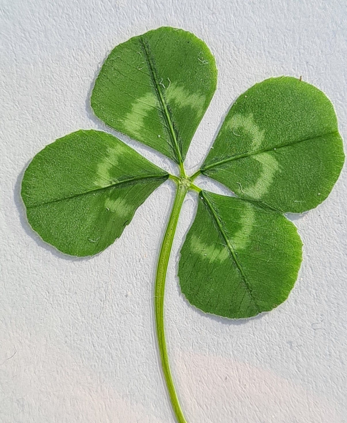 4 Four Leaf Clover Lucky Natural Real - Etsy