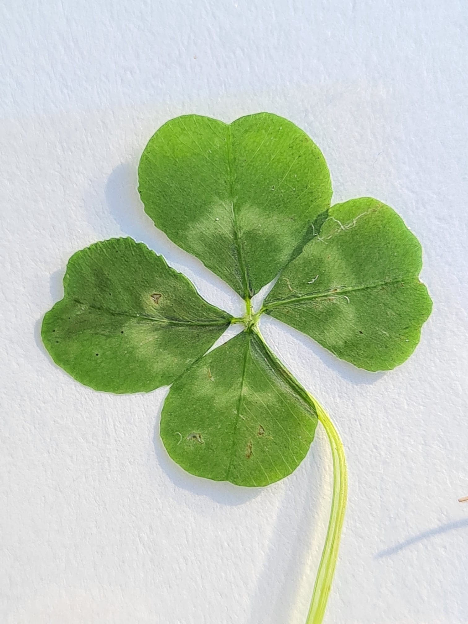 4 Four Leaf Clover Lucky Natural Real - Etsy