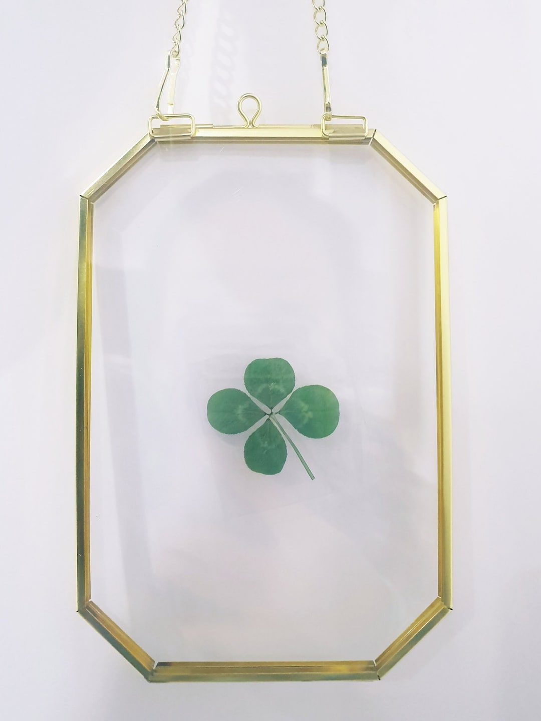 4 Four Leaf Clover Lucky Natural Real - Etsy