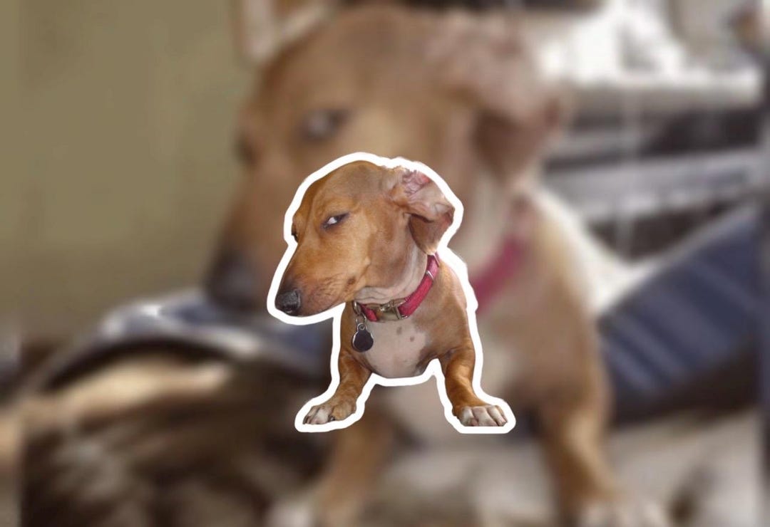 Side-eye Dog Vinyl Sticker Funny Meme Brown Animal Decals Laptop Water ...