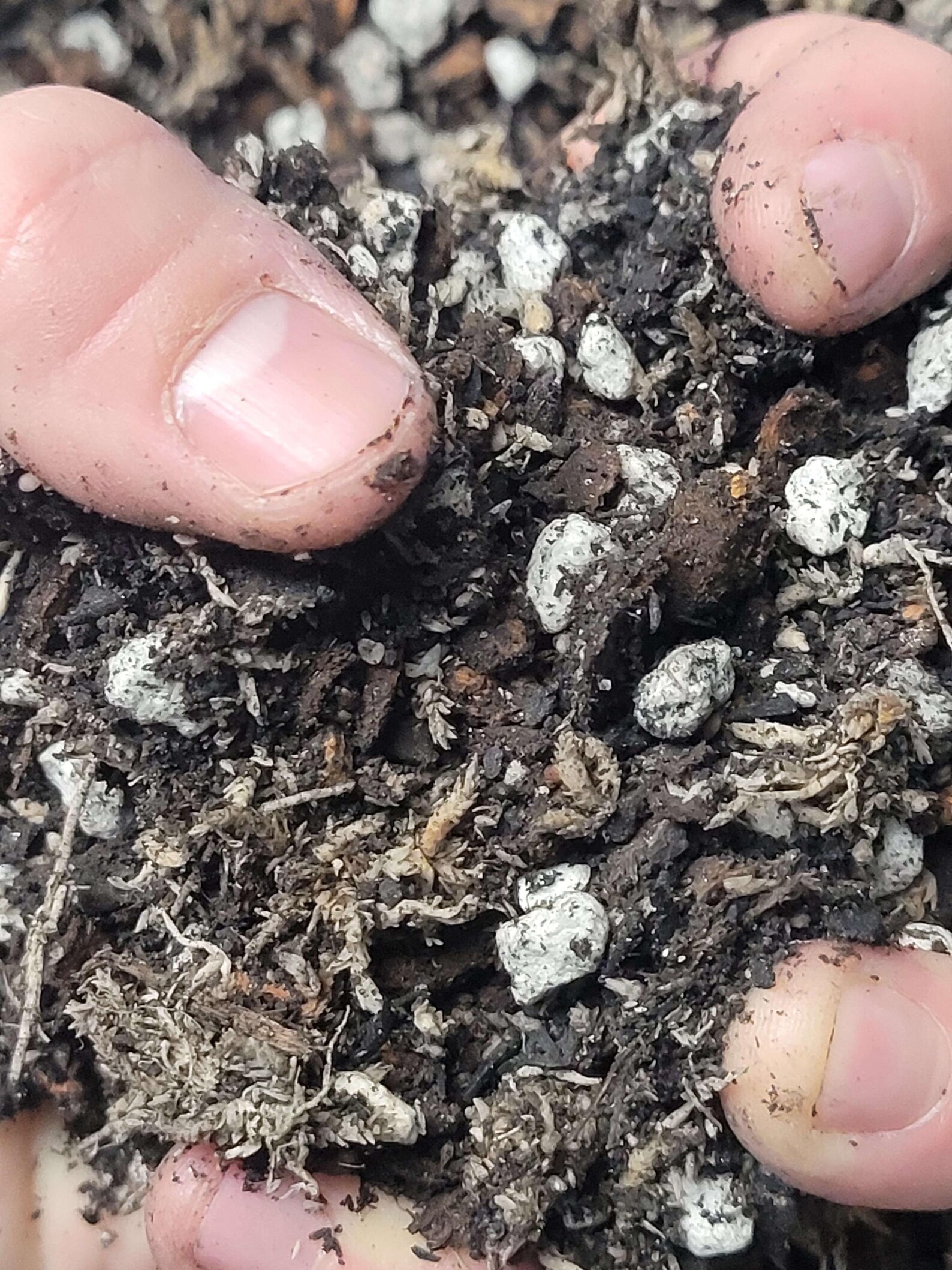 Pothos Potting Mix - Hand-mixed Semi-hydroponic Soil for Aroids ...