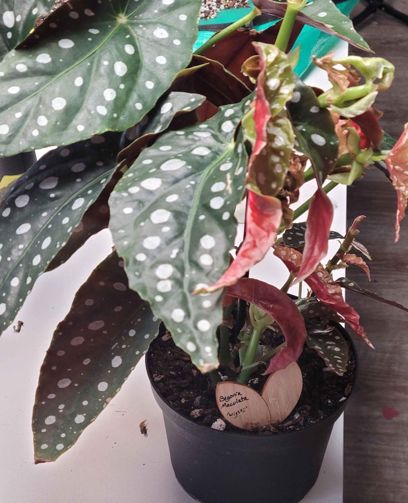 Angel-wing (cane) Begonia Potting Mix - Hand Mixed Semi-hydroponic Soil ...
