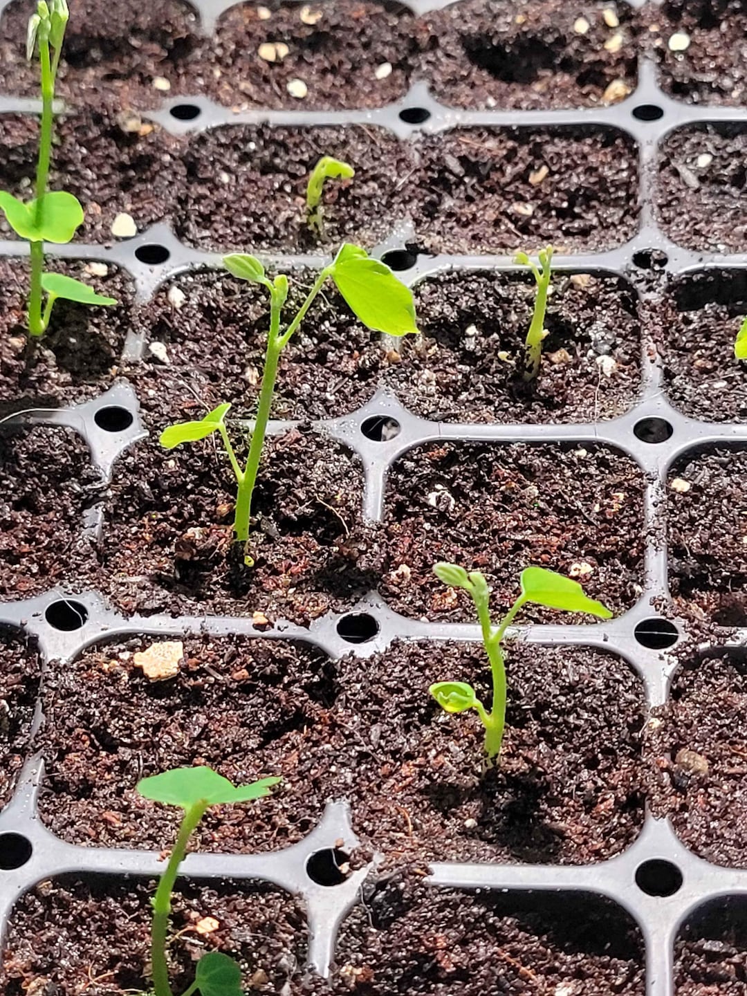 Seedling Potting Mix - Hand-mixed Semi-hydroponic Soil for Seedlings ...