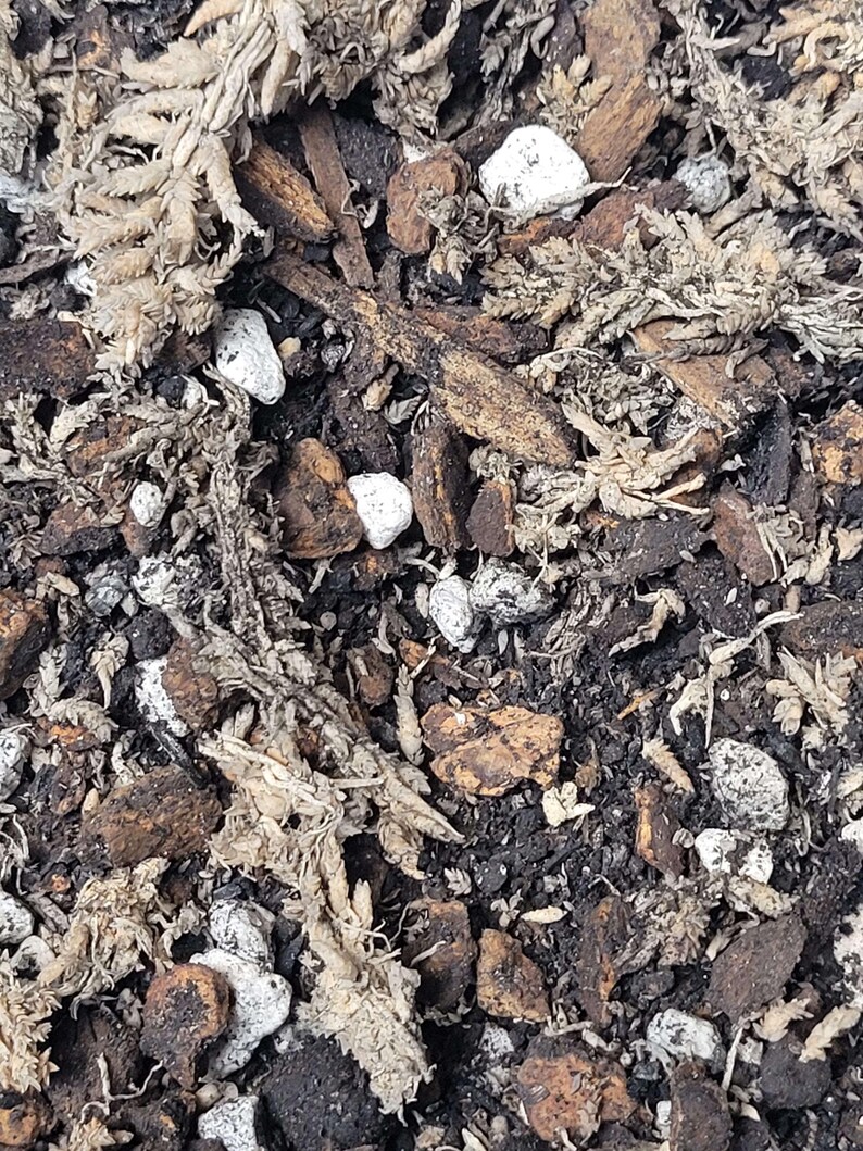 Pothos Potting Mix - Hand-mixed Semi-hydroponic Soil for Aroids ...
