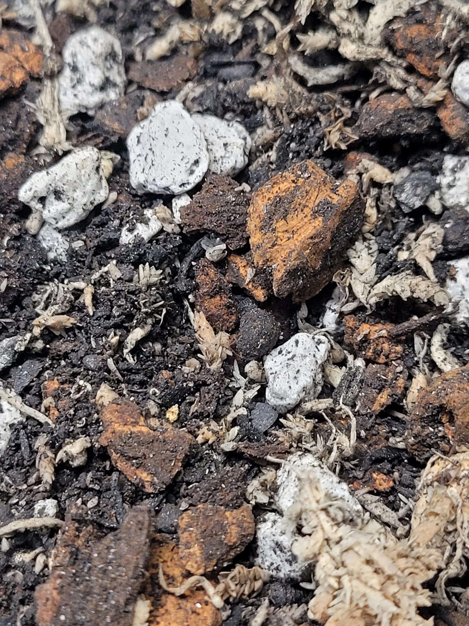 Pothos Potting Mix - Hand-mixed Semi-hydroponic Soil for Aroids ...