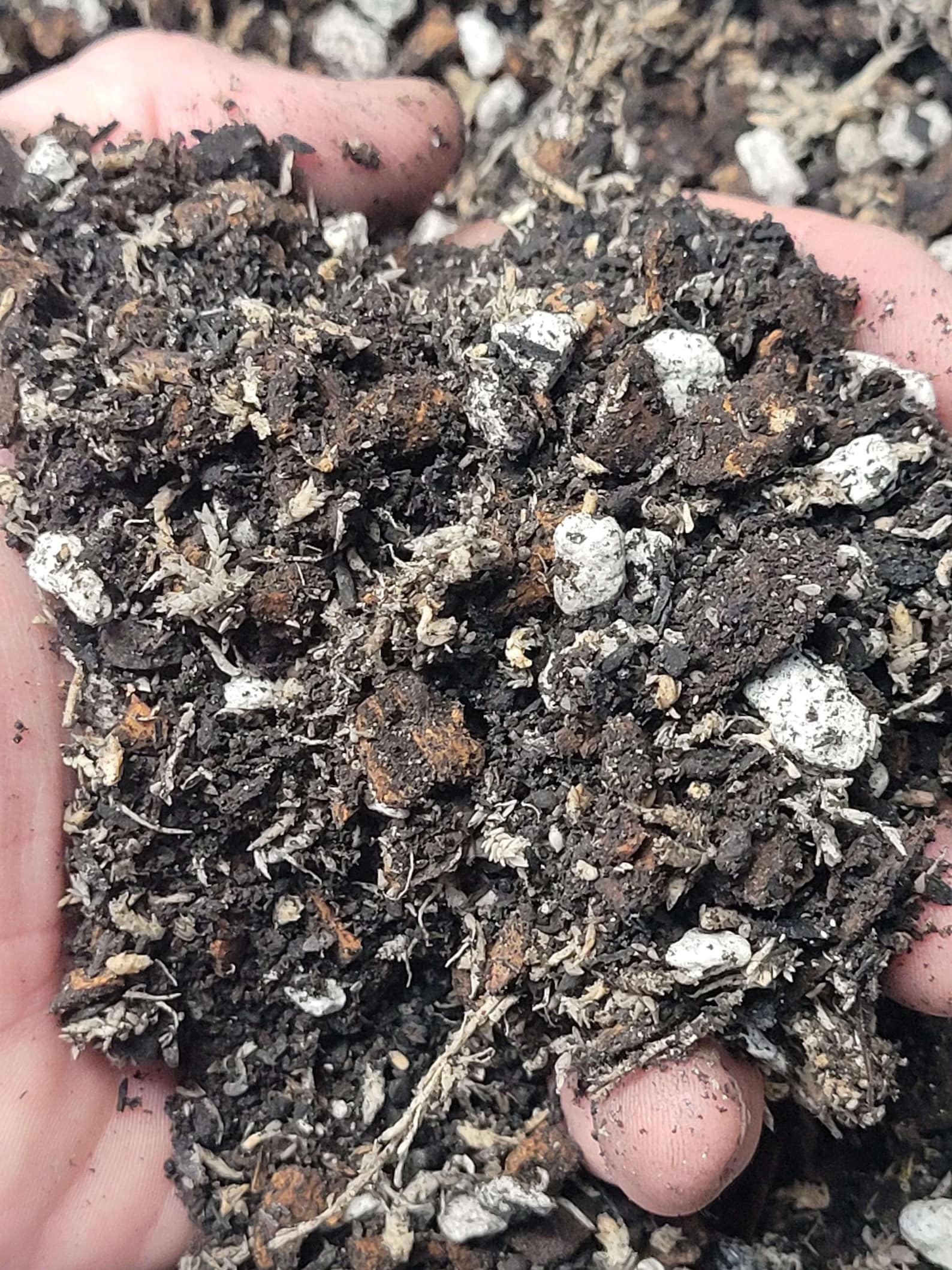 Pothos Potting Mix - Hand-mixed Semi-hydroponic Soil for Aroids ...