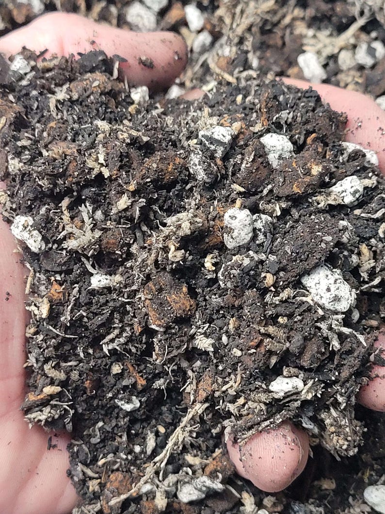 Pothos Potting Mix - Hand-mixed Semi-hydroponic Soil for Aroids ...