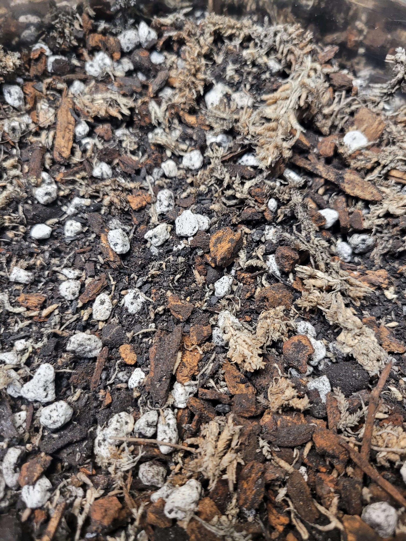 Pothos Potting Mix - Hand-mixed Semi-hydroponic Soil for Aroids ...