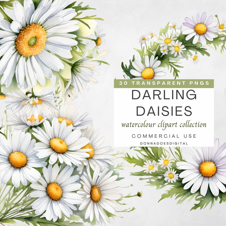 Darling Daisies Watercolour Clipart, 30 Daisy Flower COMMERCIAL USE PNG ...