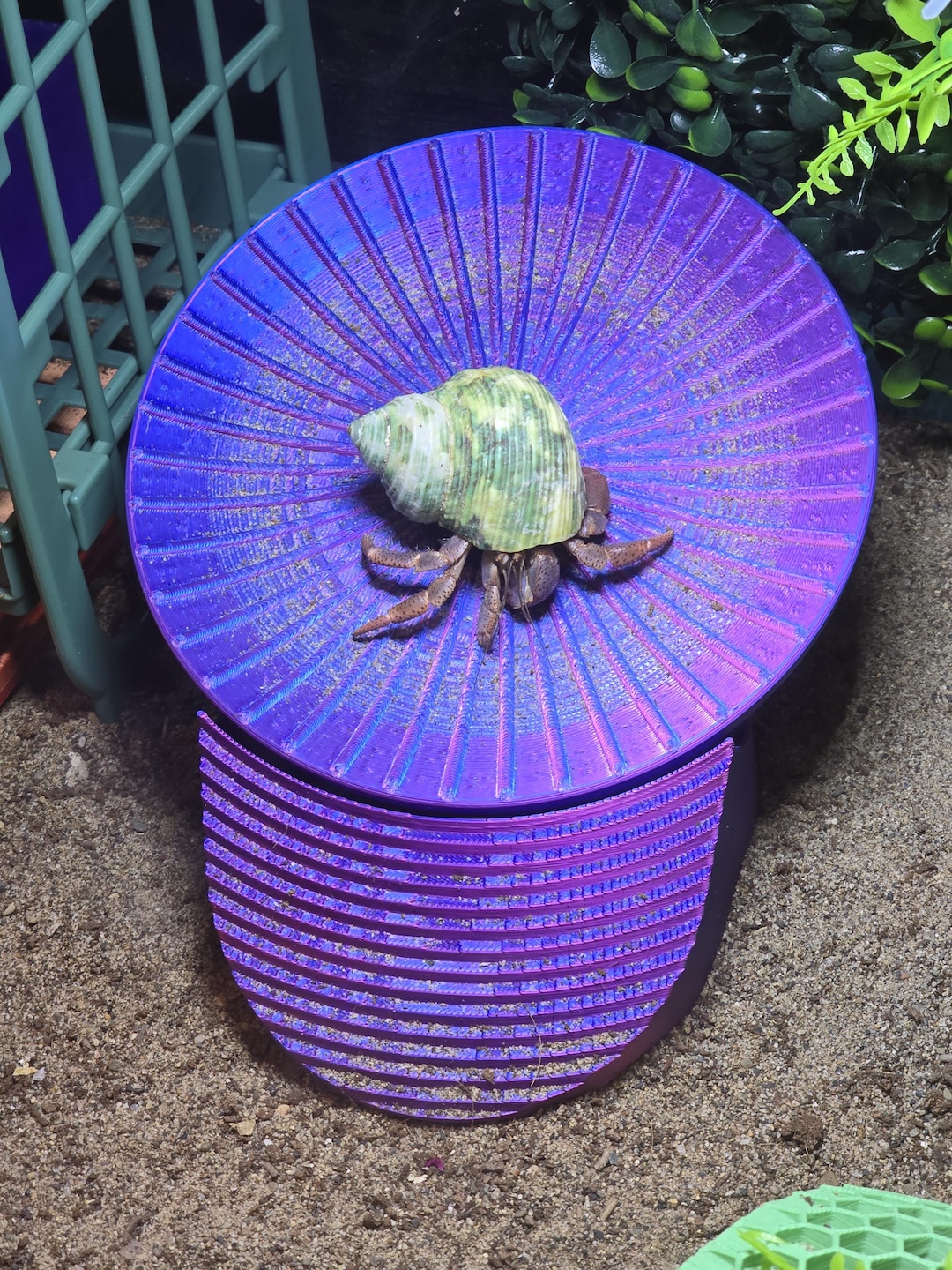 Hermit Crab Wheel Saucer - Etsy