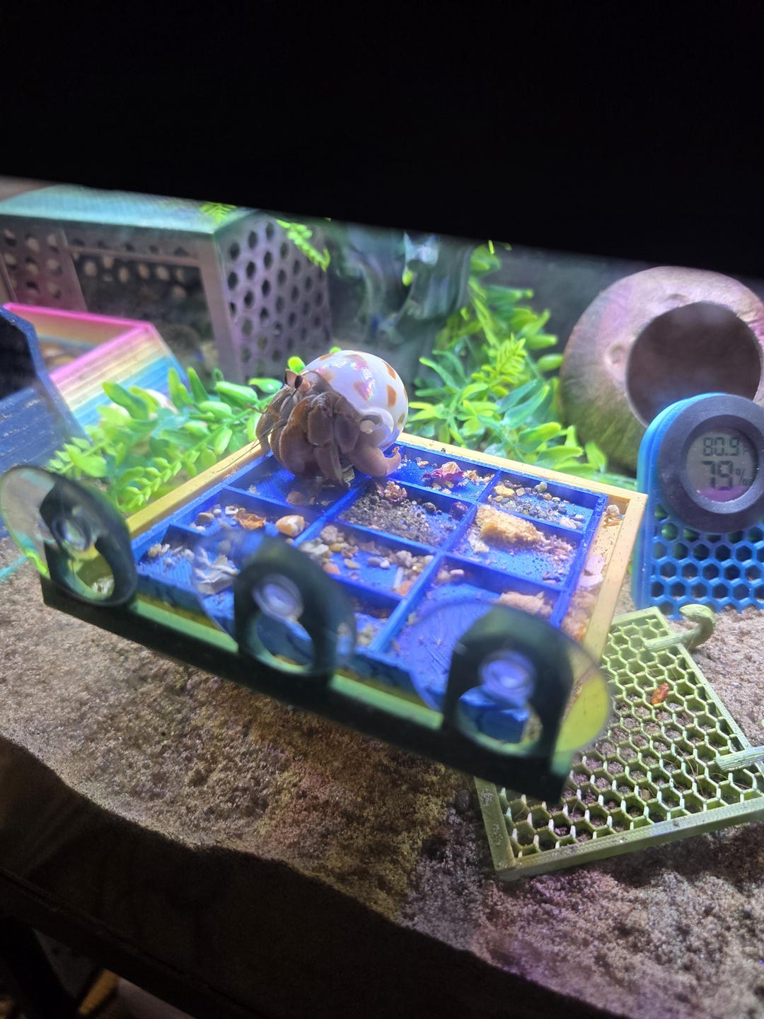 Hanging Raised Food Stand - Dish - Ladder - Hermit Crabs - Hamster ...