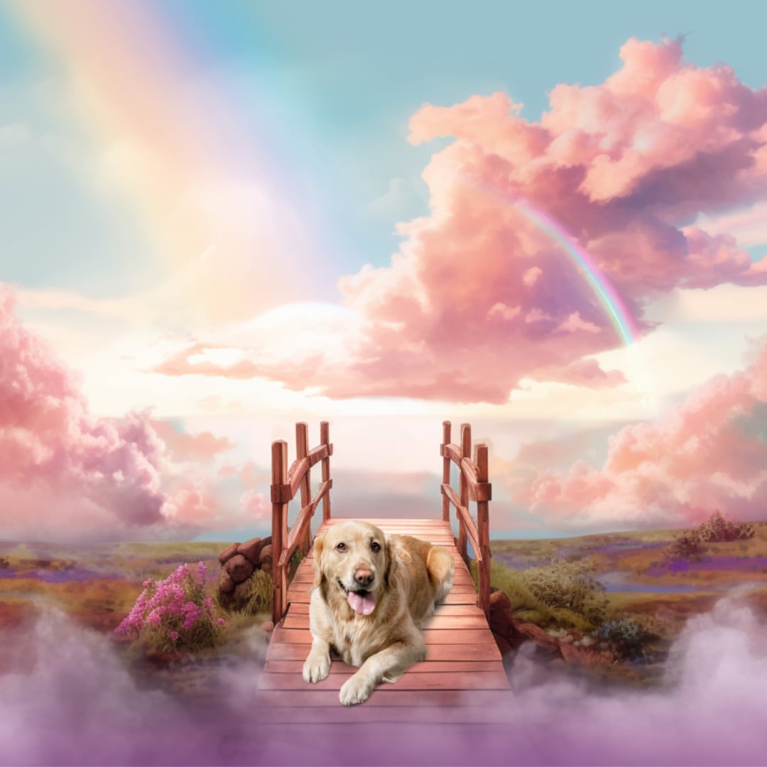 Pet Memorial Digital Background Rainbow Bridge Overlay Pet Loss Gift ...