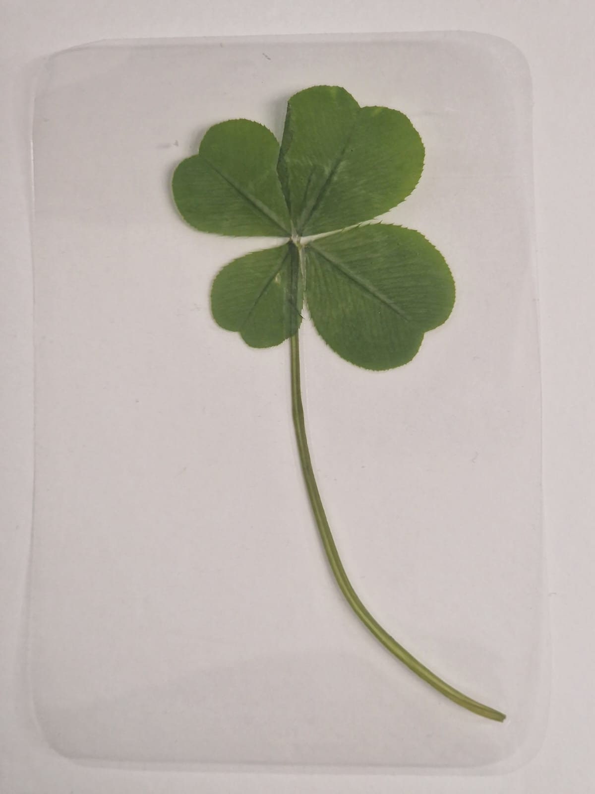 Real Four-leaf Clovers - Etsy