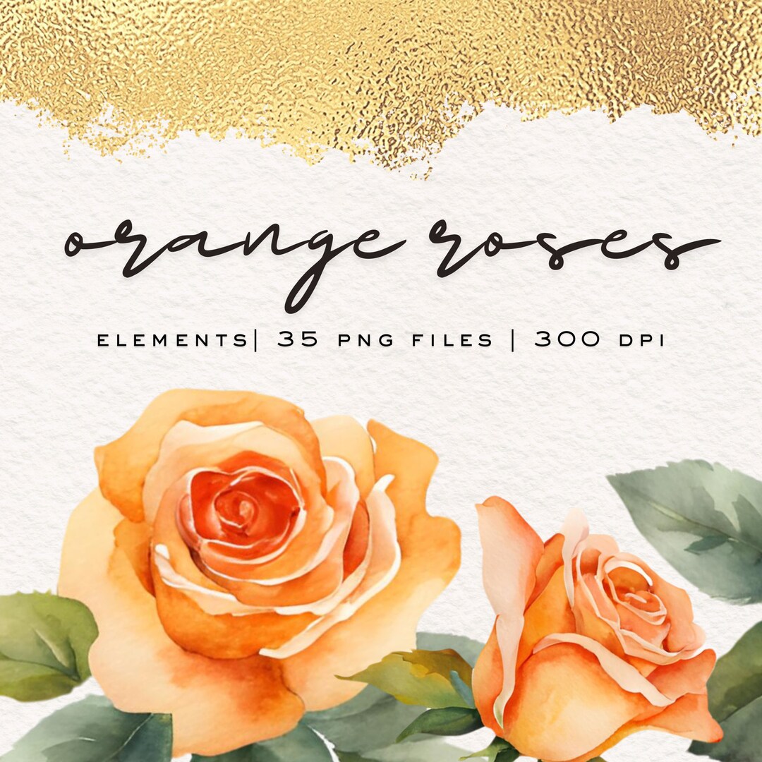 Orange Roses Watercolor Clipart: Floral Design Elements (35 PNG Files ...
