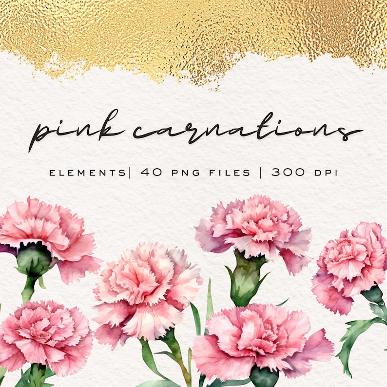 Pink Carnations Floral Clipart Elements, 40 PNG Files With Transparent ...