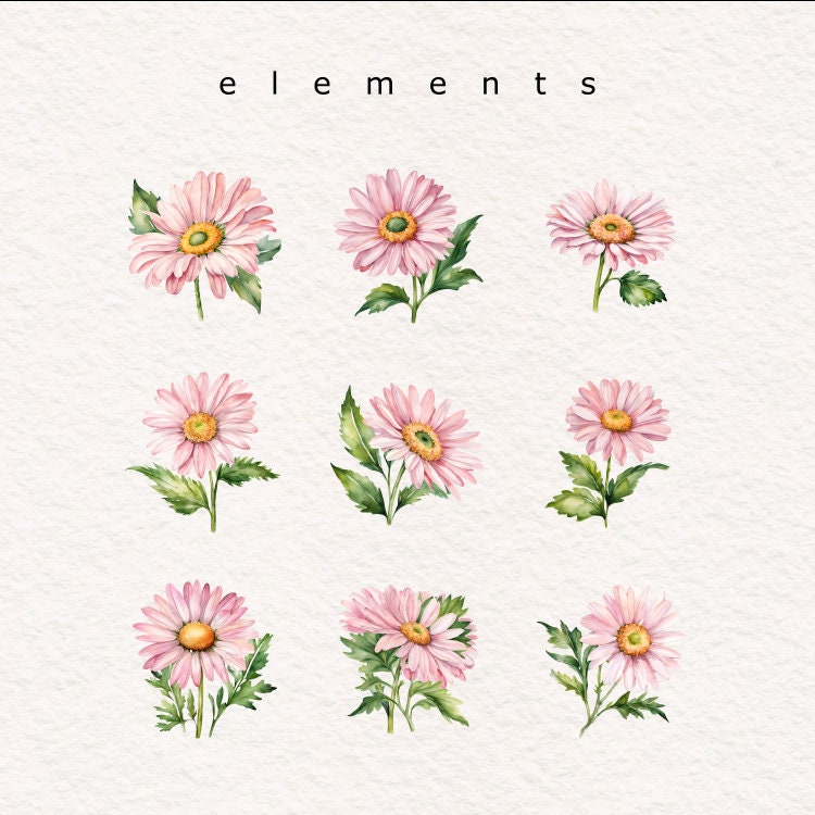 Pink Daisy Watercolor Clipart: 55 PNG Floral Design Elements (digital ...
