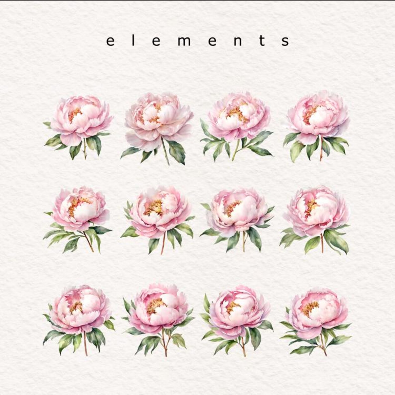 Pink Peony Floral Clipart Set, 40 PNG Files With Transparent Background ...