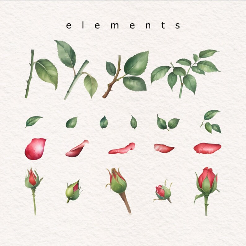 Red Roses Watercolor Clipart Bundle of 50 PNG Files of High Quality ...