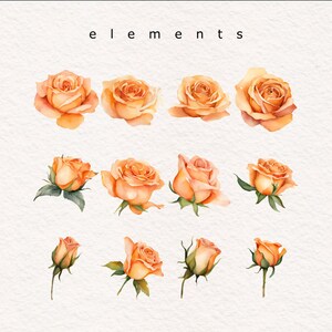 Orange Roses Watercolor Clipart: Floral Design Elements (35 PNG Files ...