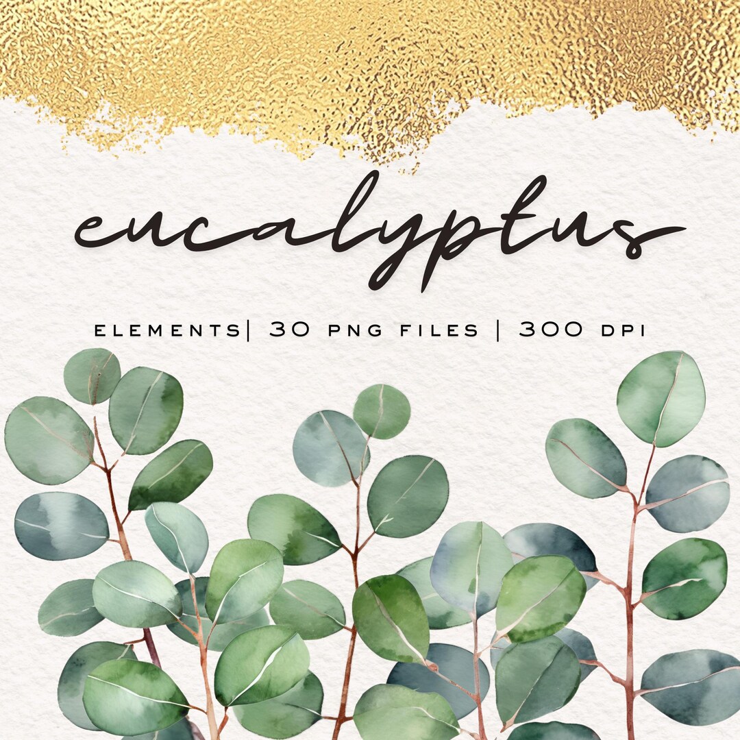 Eucalyptus Watercolor Clipart: 30 PNG Foliage Design Elements (digital ...