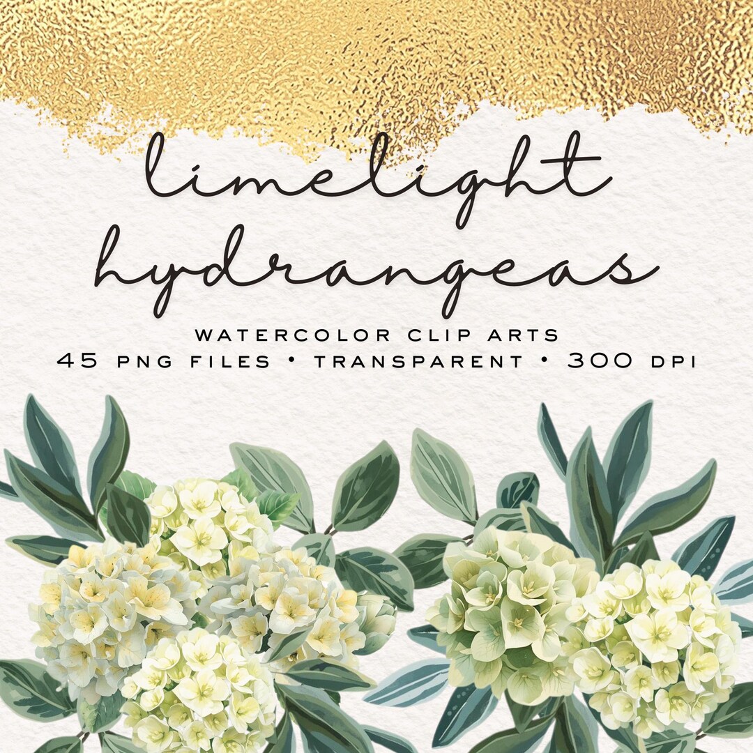 Limelight Hydrangea Clipart Bundle: 45 PNG Floral Elements, Personal or ...