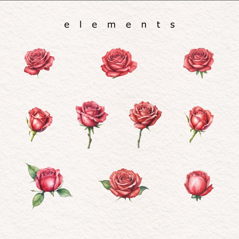 Red Roses Watercolor Clipart Bundle of 50 PNG Files of High Quality ...