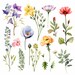 Wildflower Watercolor Clip Art 15 PNG Digital Download No - Etsy