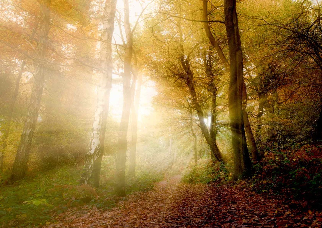 Photograph Trees Sunrays Landscape Photo Size A2 - Etsy