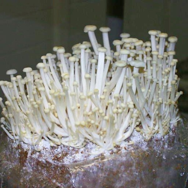 Enoki Mushroom Kit - Etsy