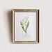 Watercolor May Lily of the Valley Birth Month Flower Vintage Floral Art ...