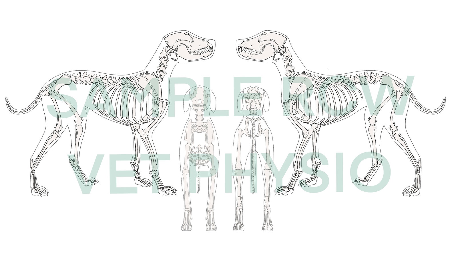Canine Body Chart - Etsy