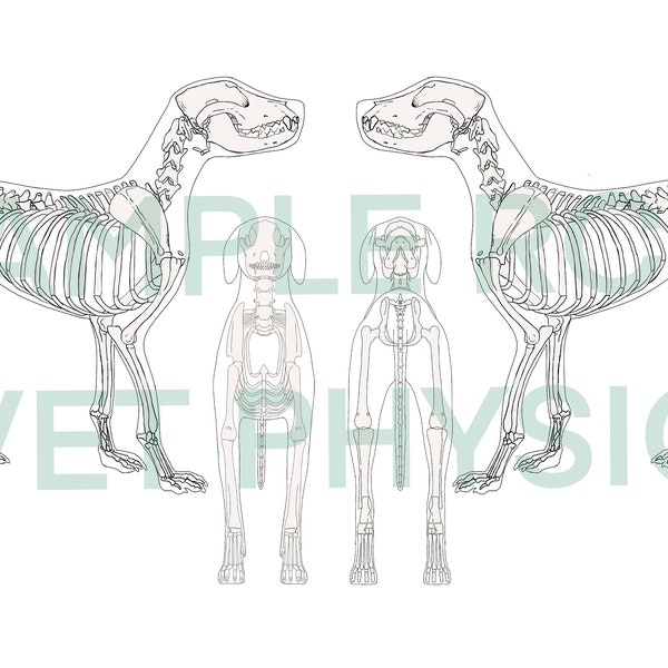 Canine - Etsy