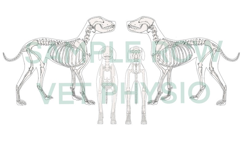 Canine Body Chart - Etsy
