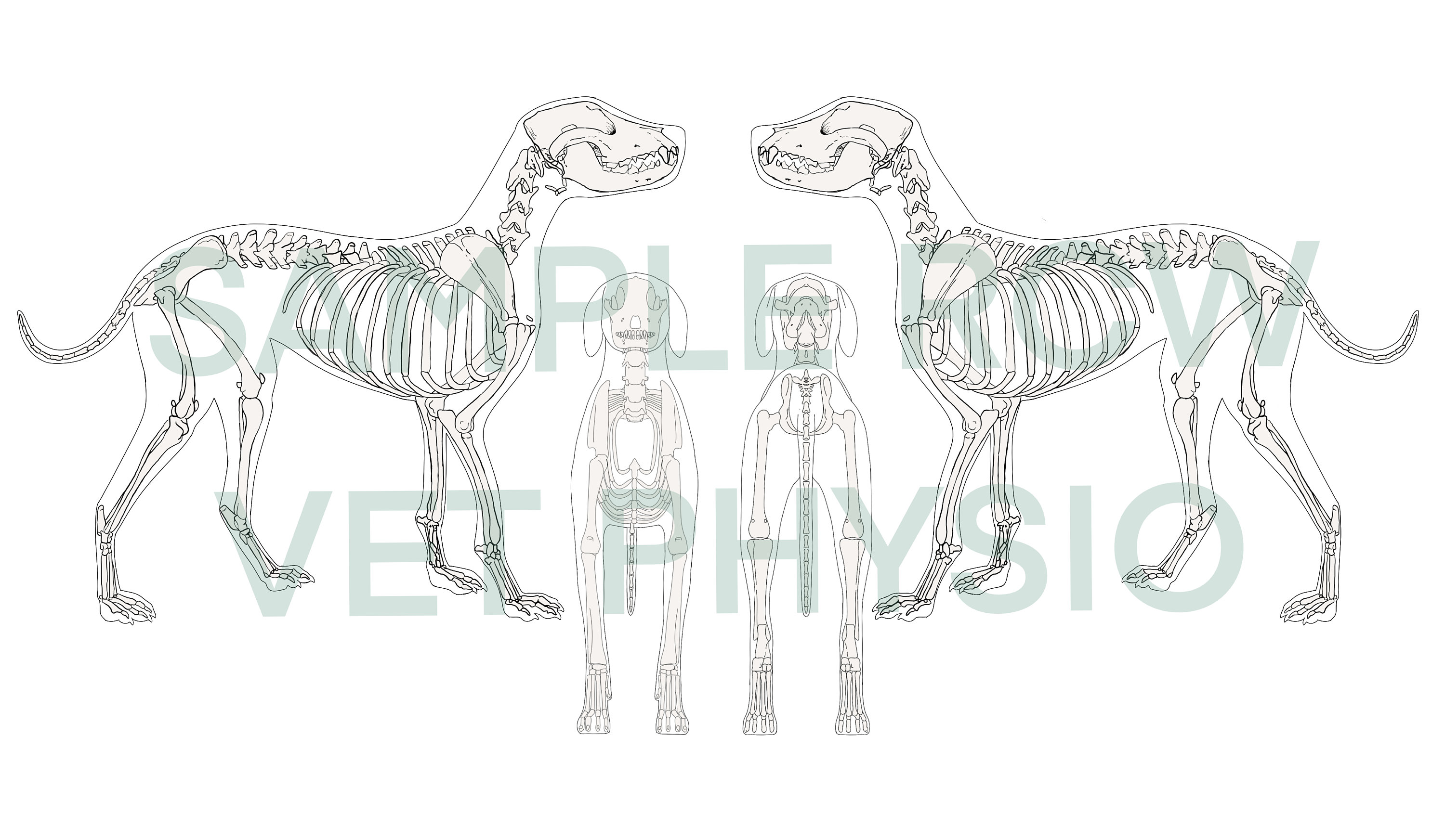 Canine Body Chart - Etsy