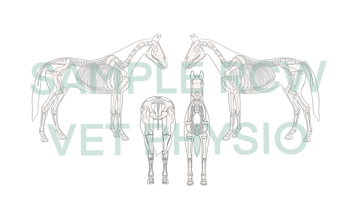 Equine Body Chart - Etsy