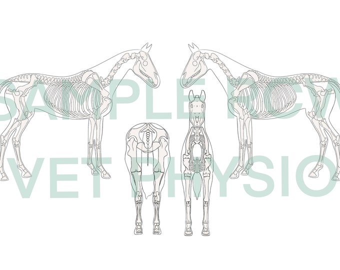 Equine Skeleton Worksheet - Horse Anatomy - Horse Skeleton - Equine ...