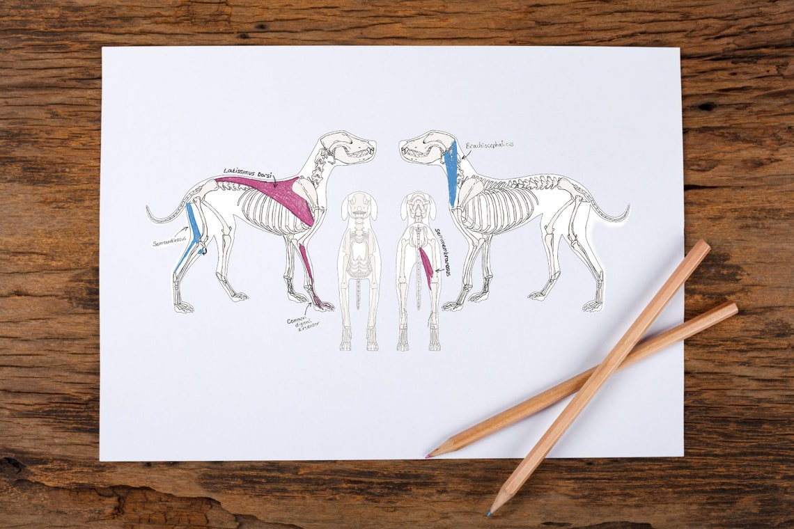 Canine Body Chart - Etsy